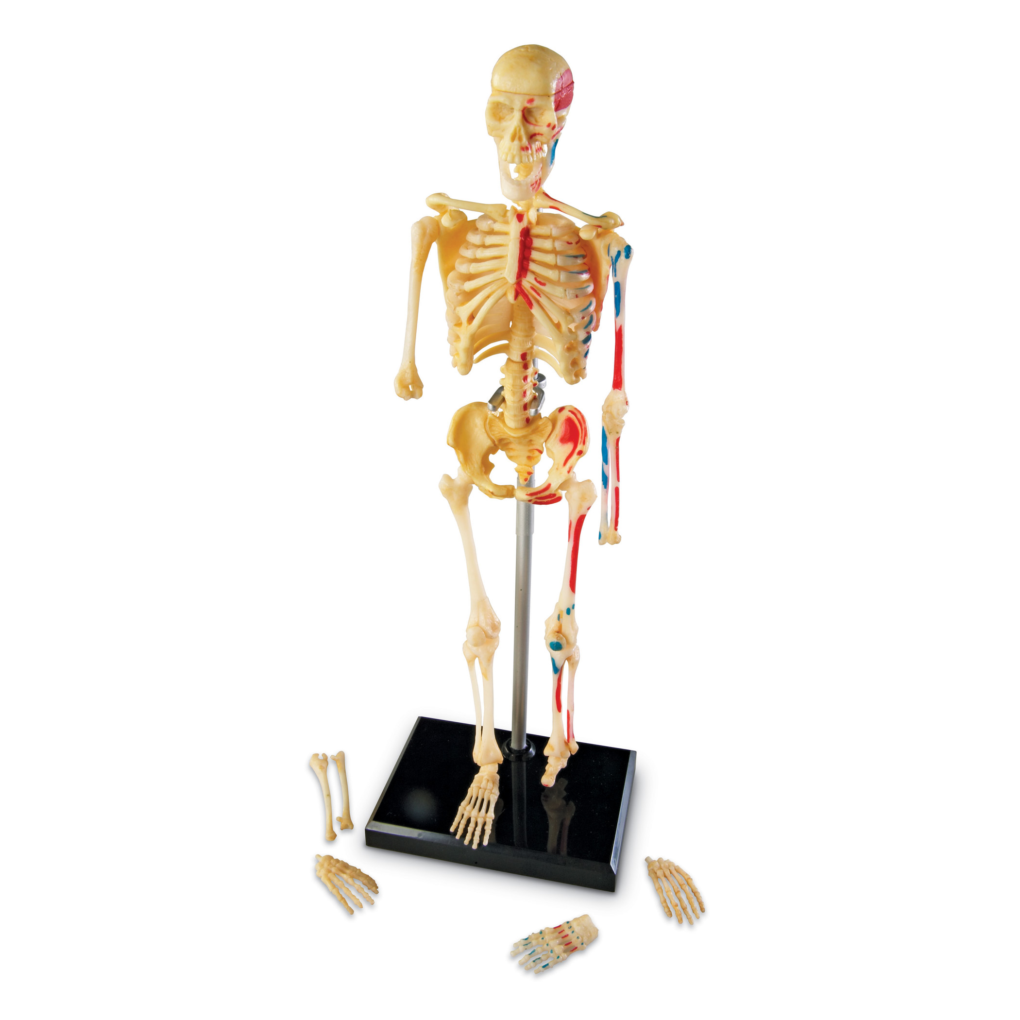 The Teachers Lounge Human Skeleton Model 41 Pieces